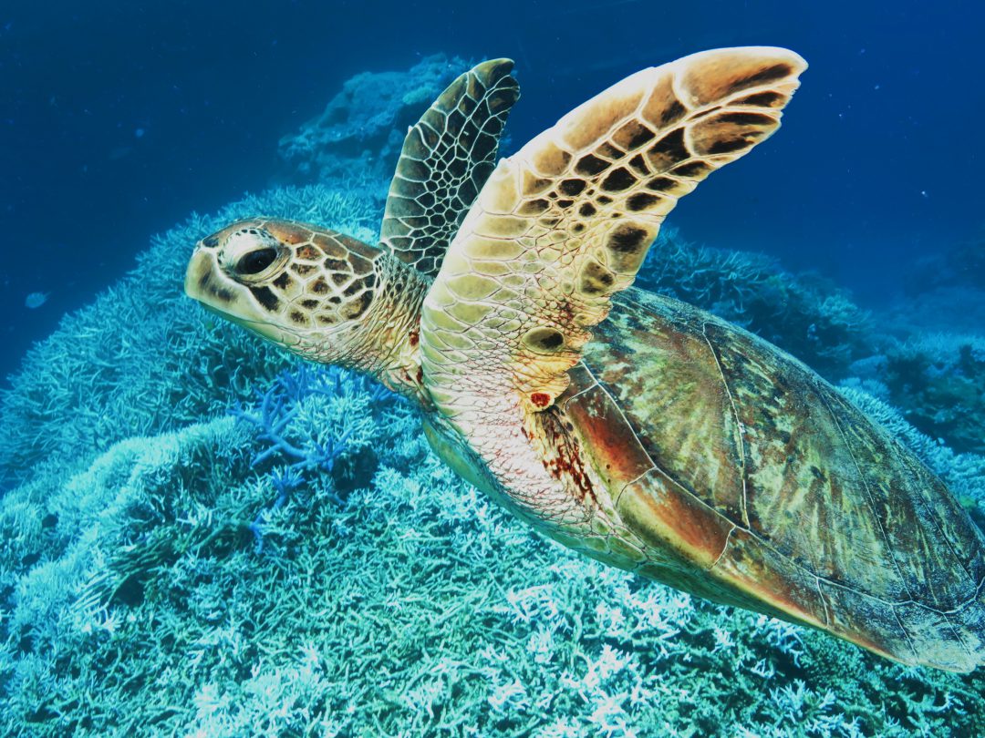 Discover Marine Life: Snorkeling on South Padre Island